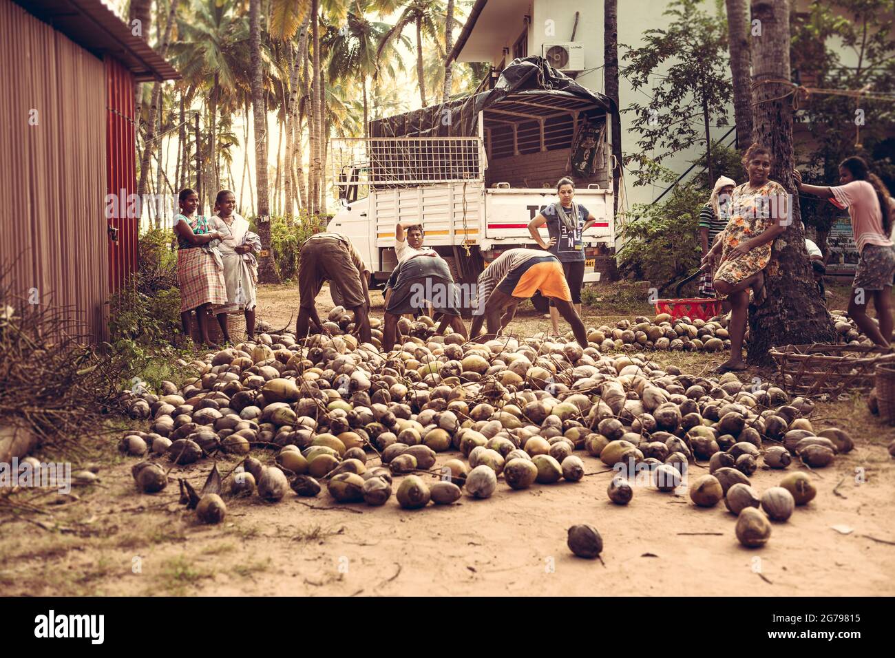 People harvesting coconut Stock Photo - Alamy