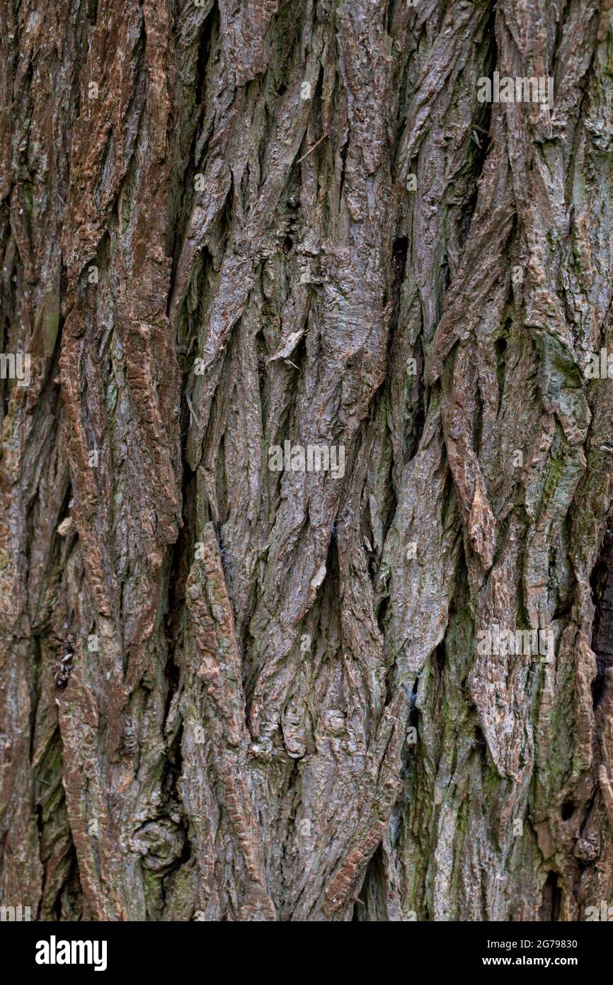 Salix fragilis bark Stock Photo - Alamy