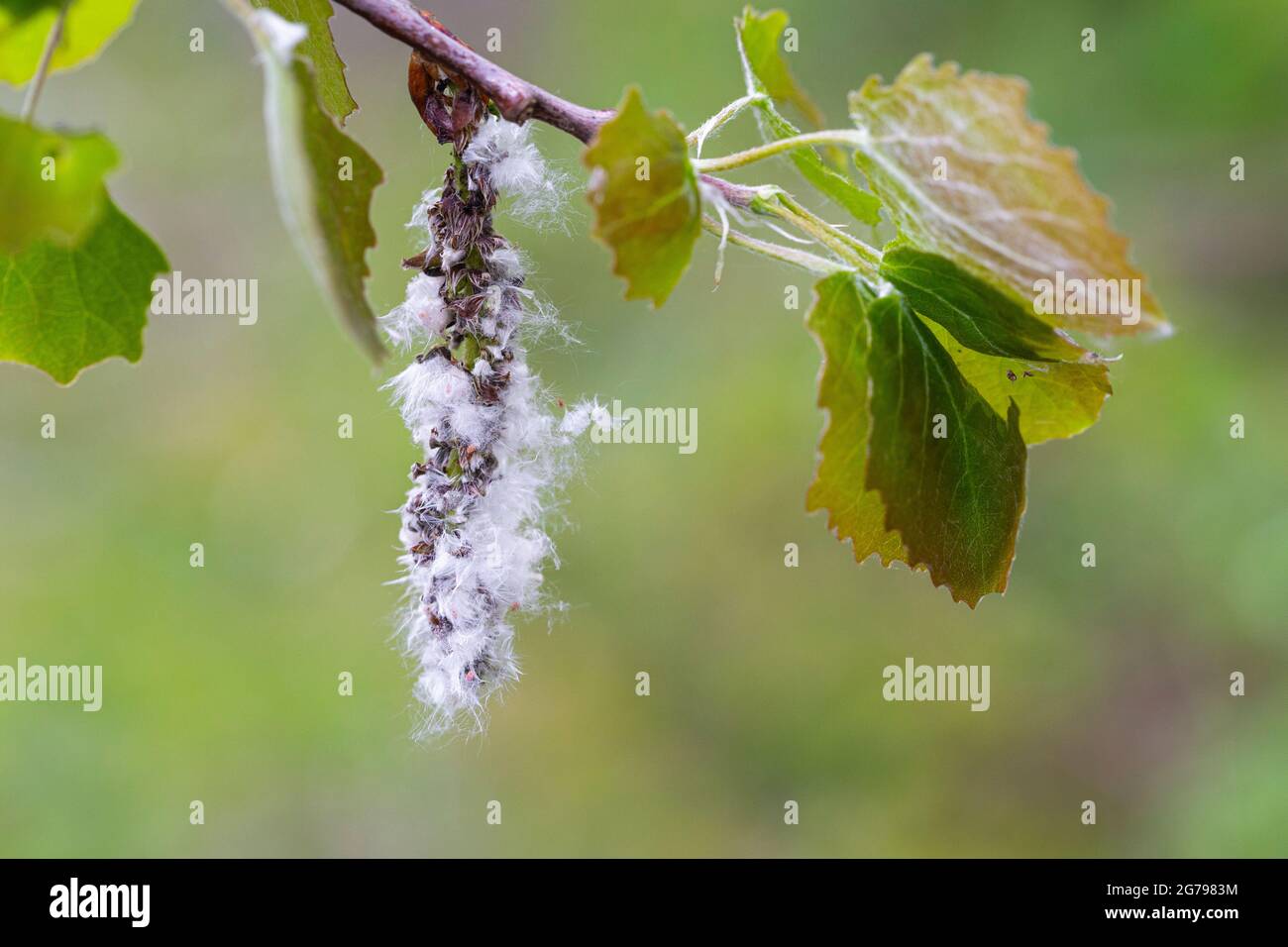 Populus tremula fruit Stock Photo - Alamy