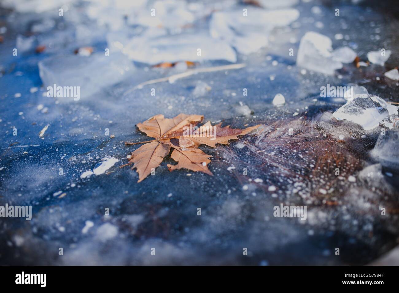 Leaves in the ice Stock Photo - Alamy