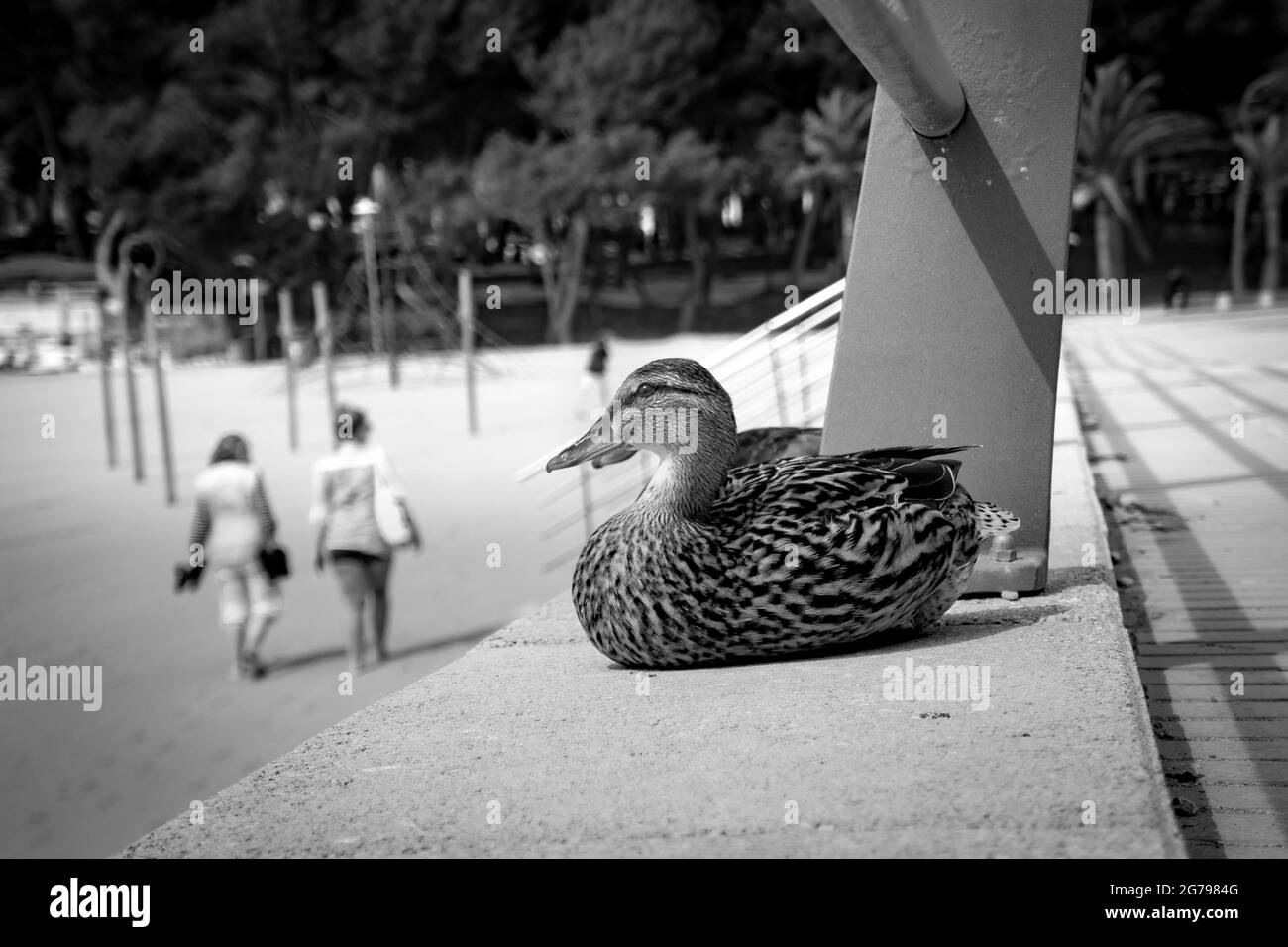 Chilling duck hi-res stock photography and images - Alamy