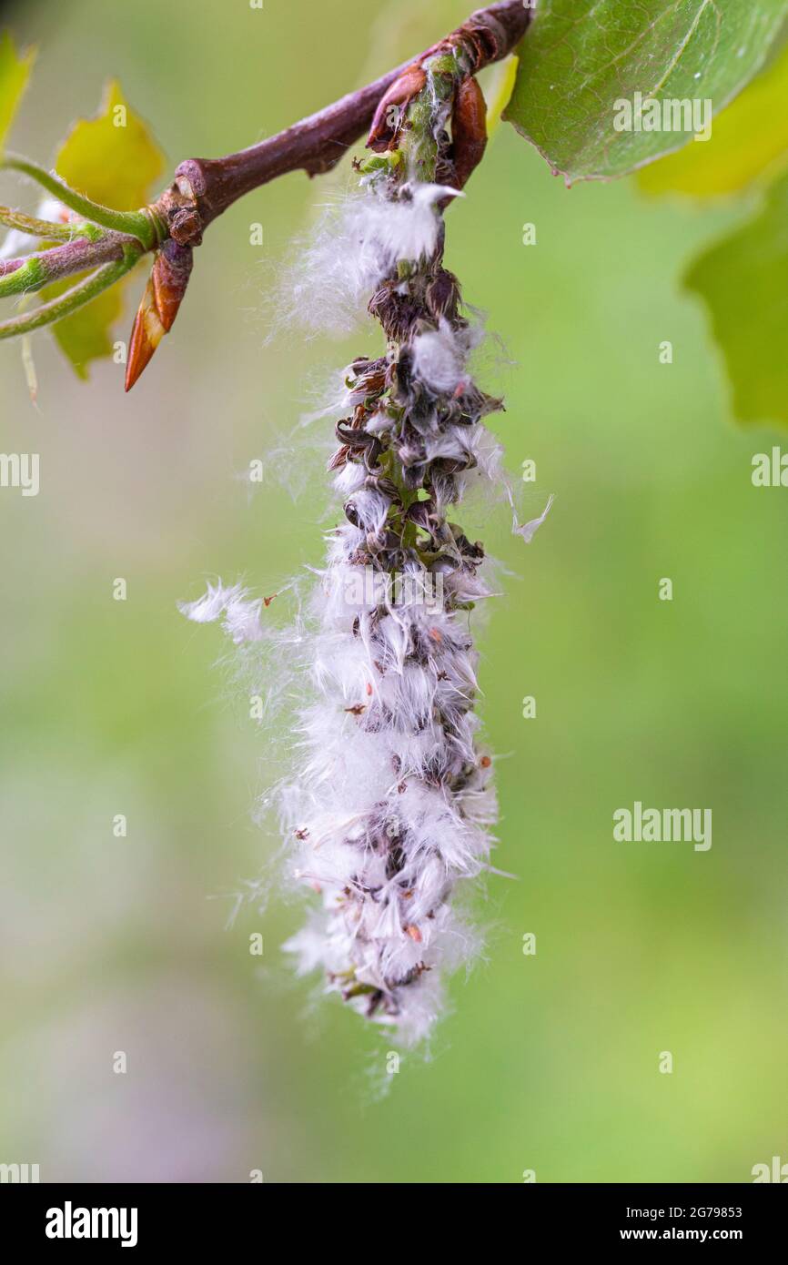 Populus tremula fruit hi-res stock photography and images - Alamy