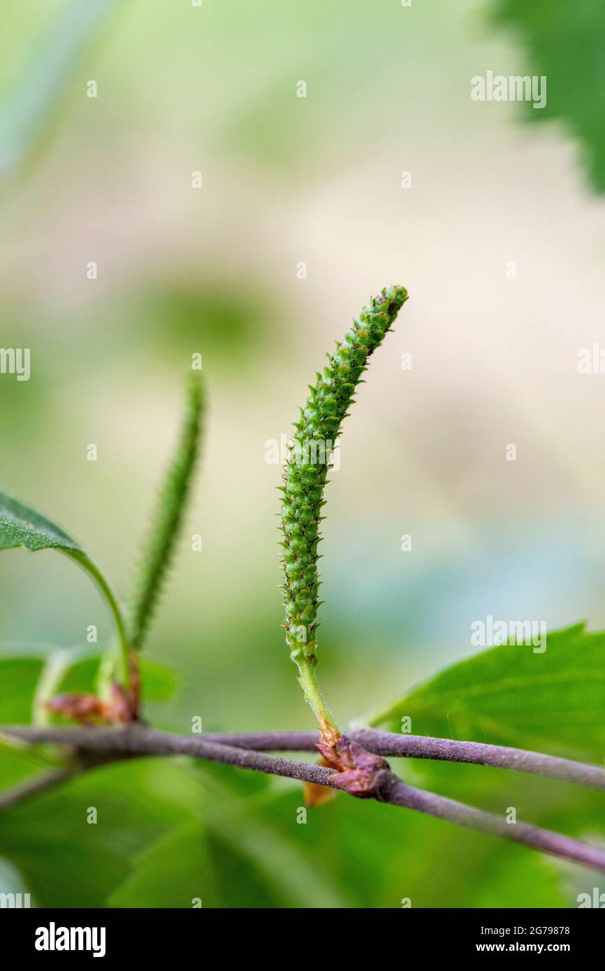 Betula pubescens female flower Stock Photo - Alamy