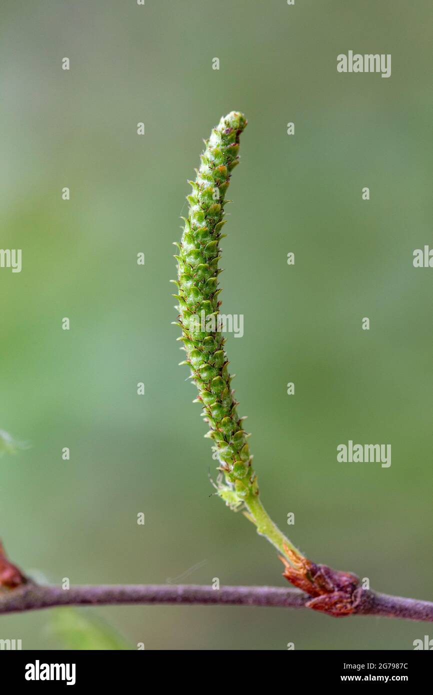 Betula pubescens hi-res stock photography and images - Alamy