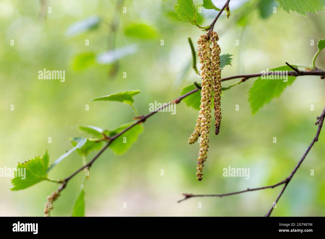 Betula pubescens male flower Stock Photo - Alamy