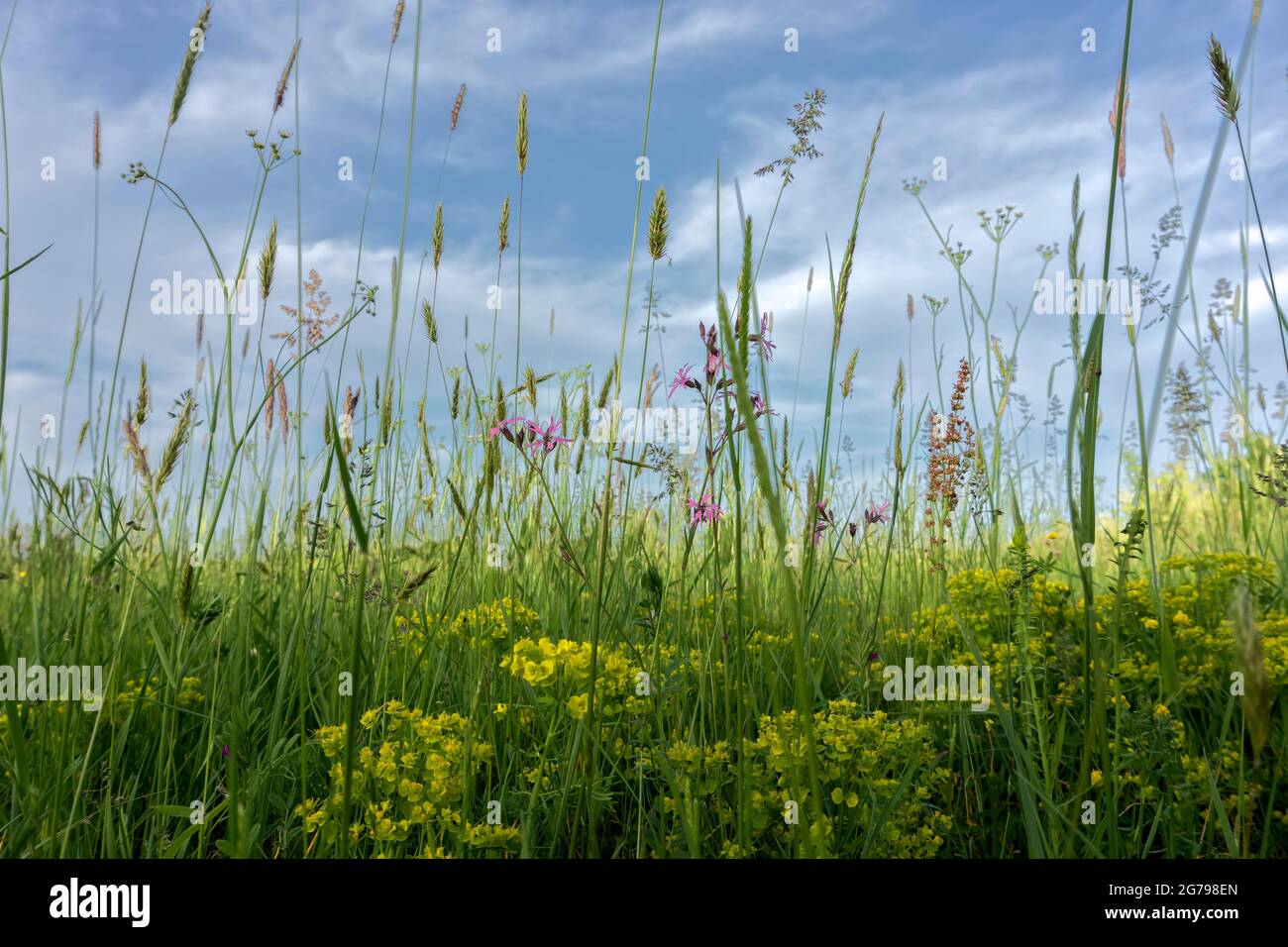 Lush Green Spring Grass Grasses High Resolution Stock Photography and ...