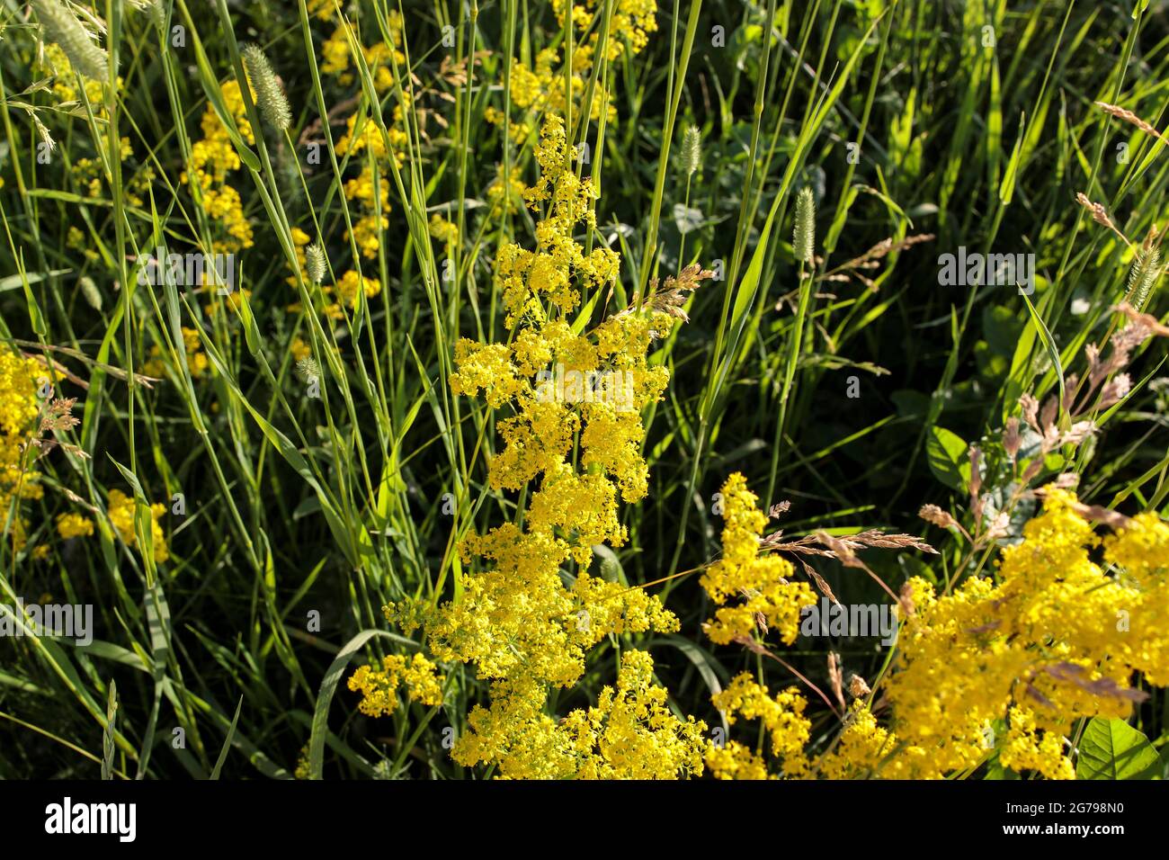 Flowering meadow, Galium verum, lady's bedstraw or yellow bedstraw ...