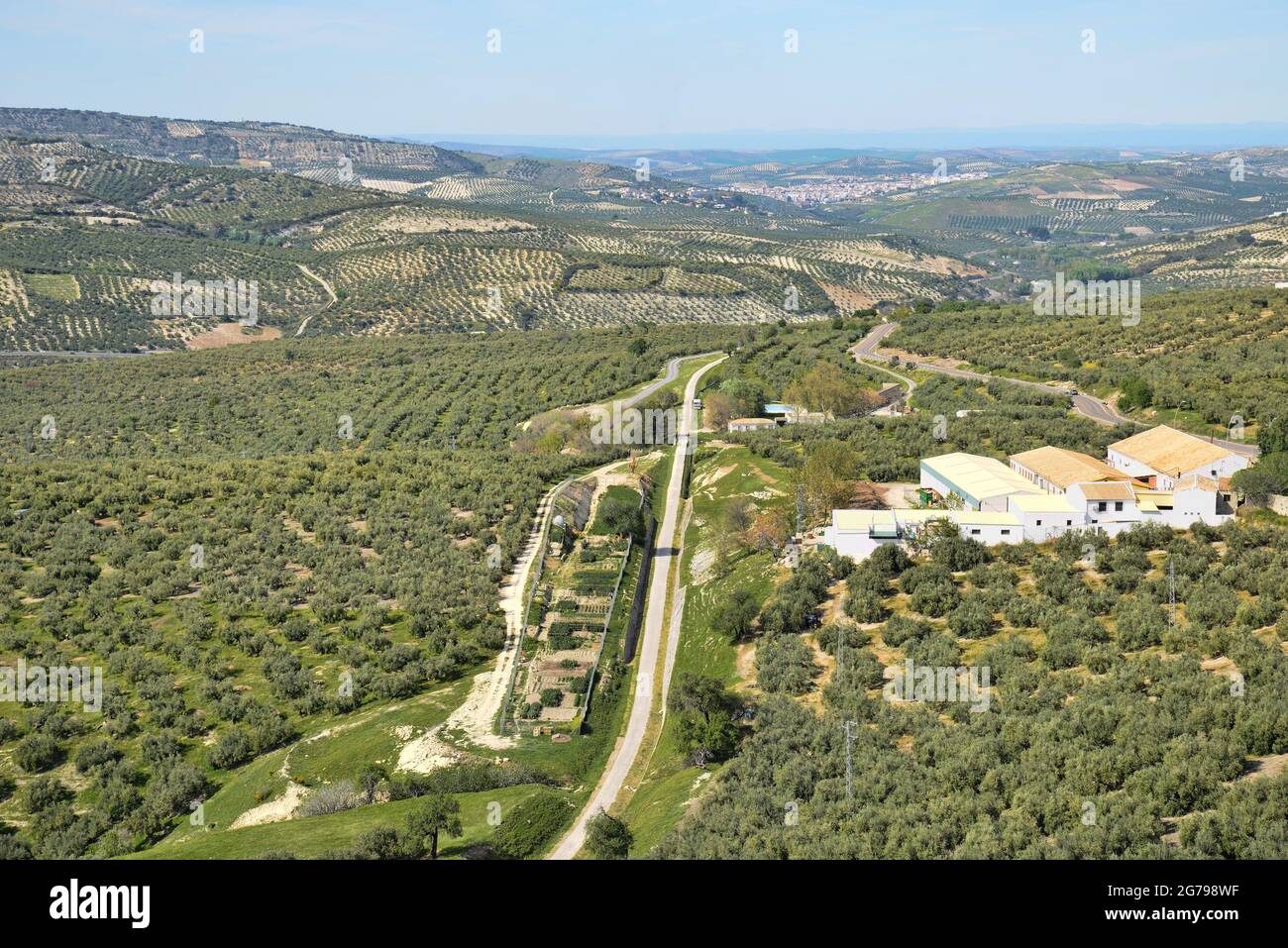valley in andalusia seen from zuheros with fields of olive trees and ...
