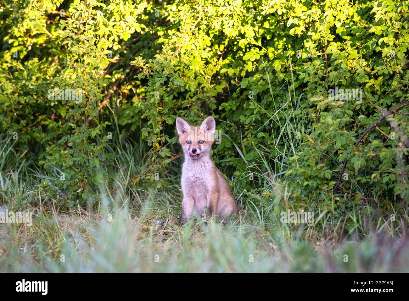 Red fox shy animal hi-res stock photography and images - Alamy