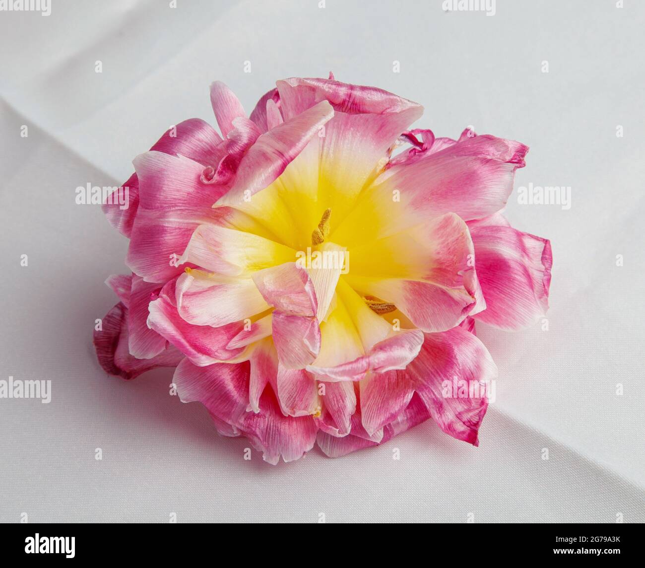 May springtime photographs hi-res stock photography and images - Alamy
