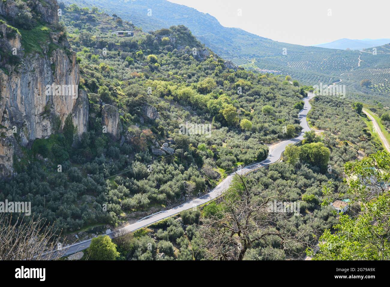 valley in andalusia seen from zuheros with fields of olive trees and ...