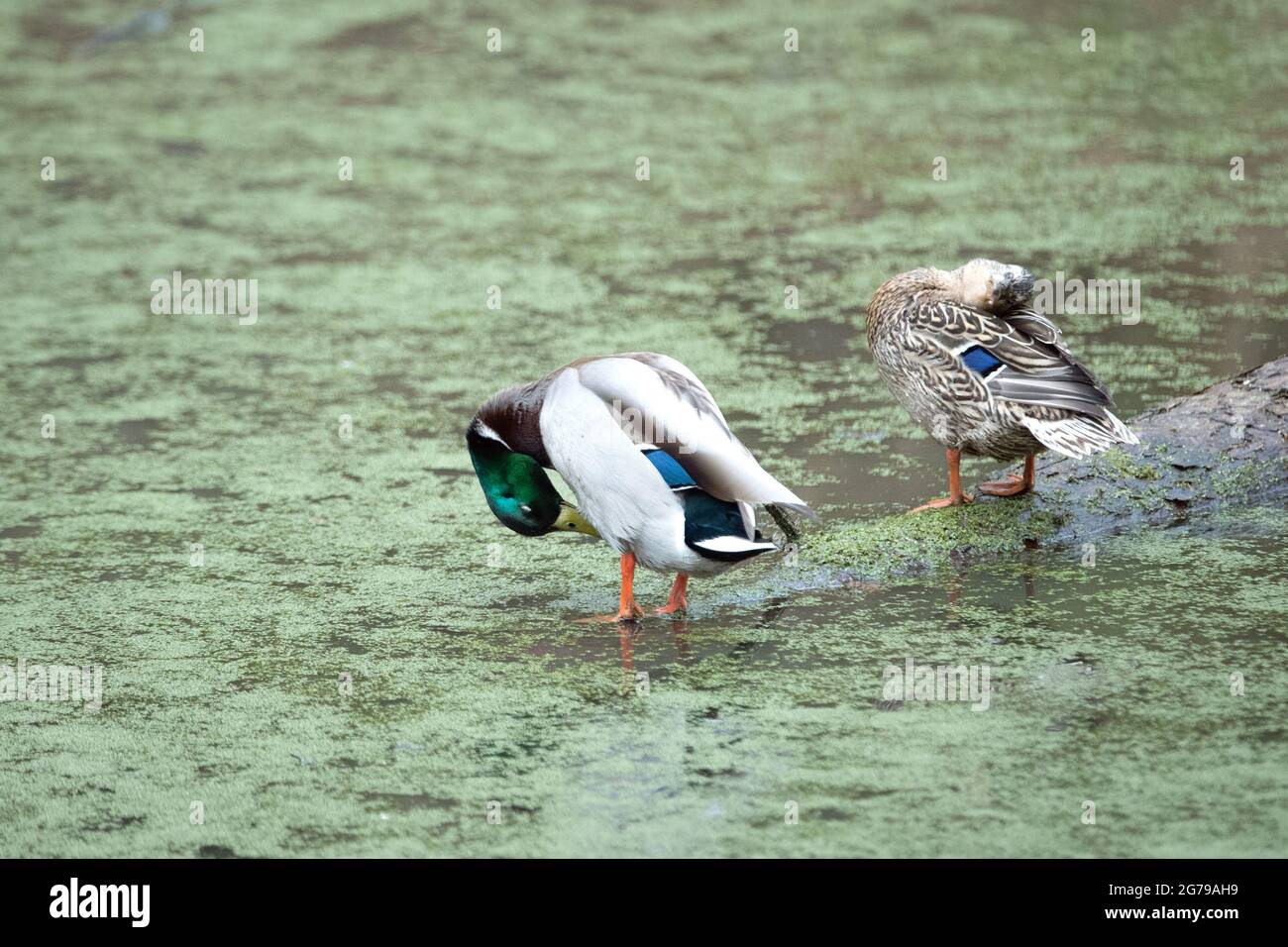 Mallards ducks hi-res stock photography and images - Alamy