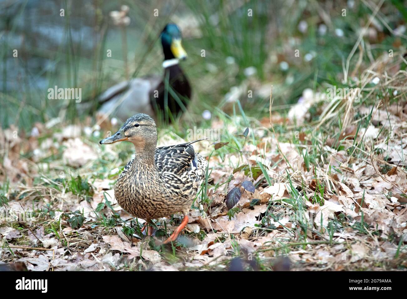 Mallards ducks hi-res stock photography and images - Alamy