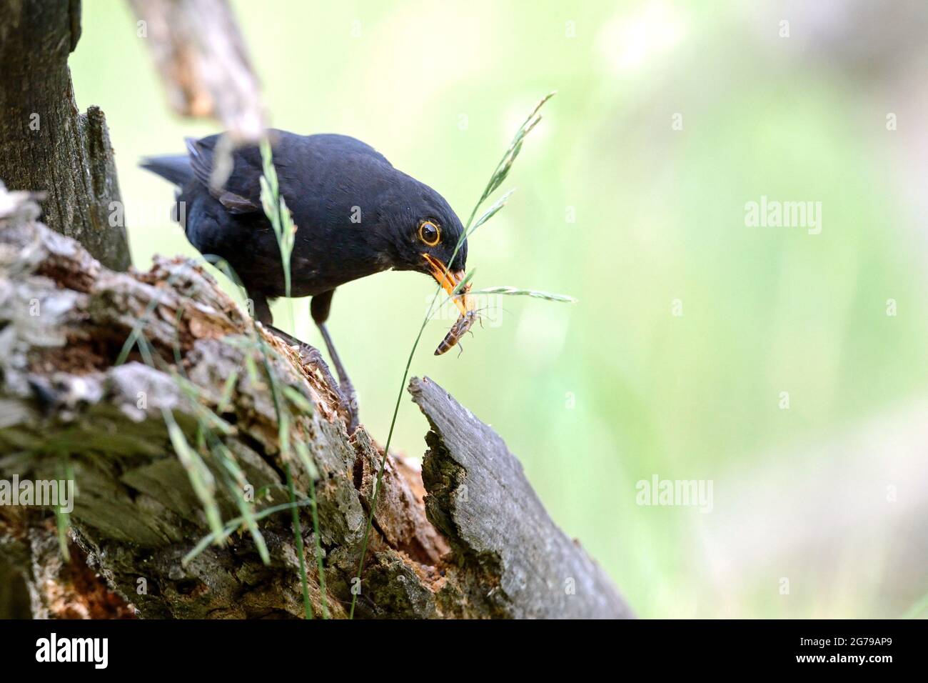 Blackbird in spring hi-res stock photography and images - Alamy