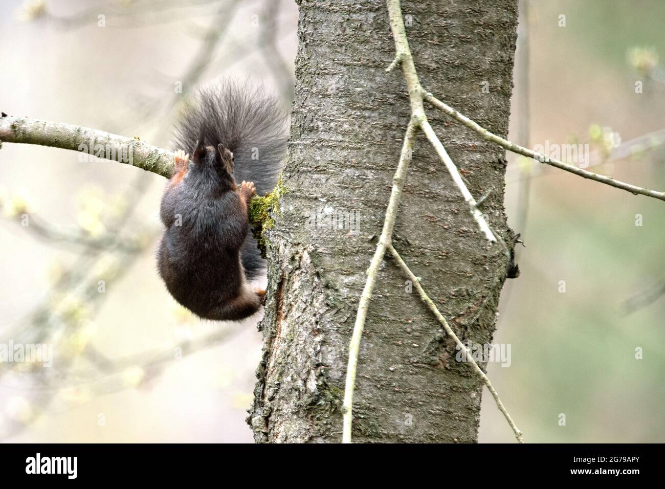 Squirrel limb tree hi-res stock photography and images - Alamy