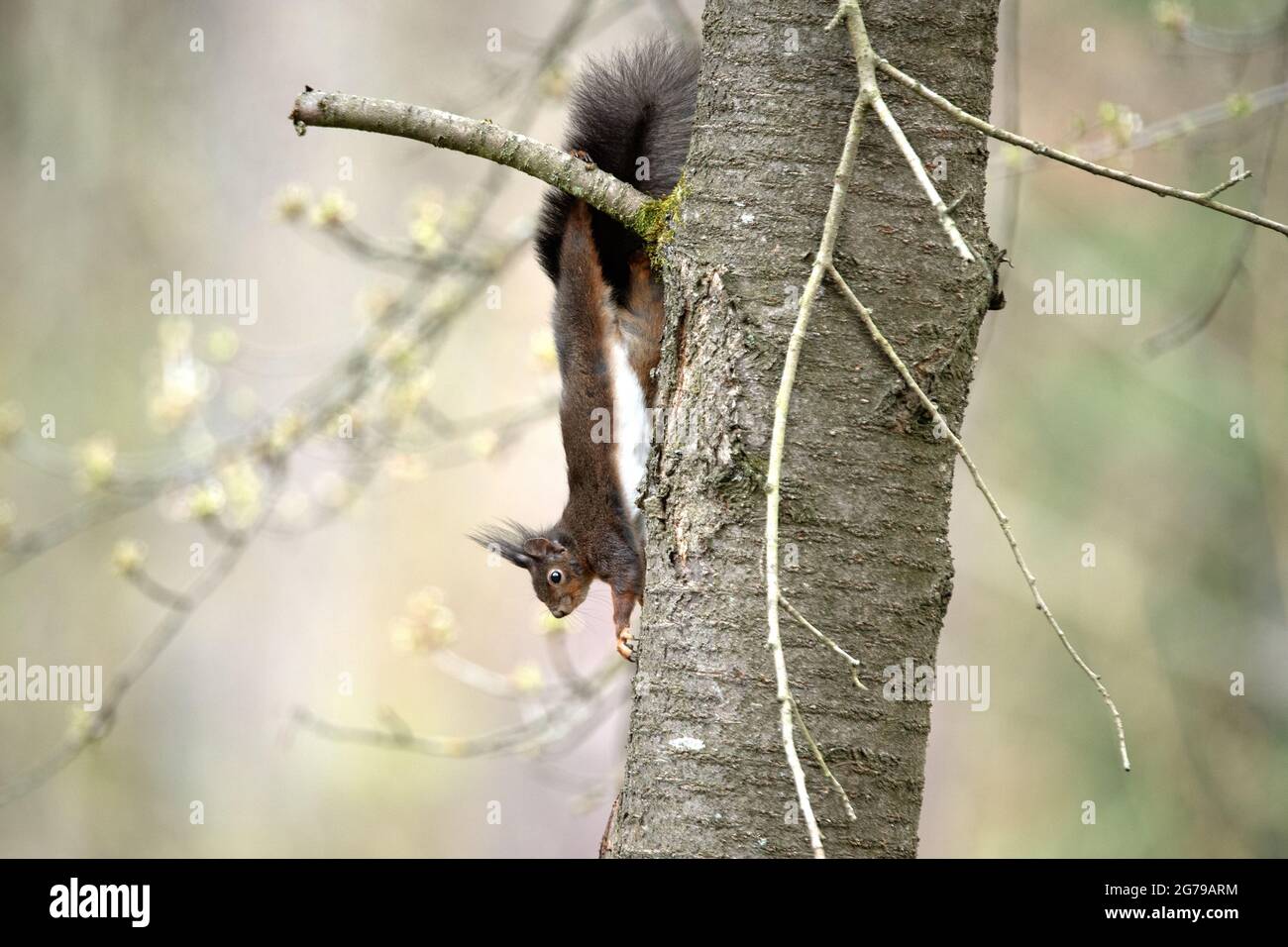 Black squirrel hi-res stock photography and images - Alamy