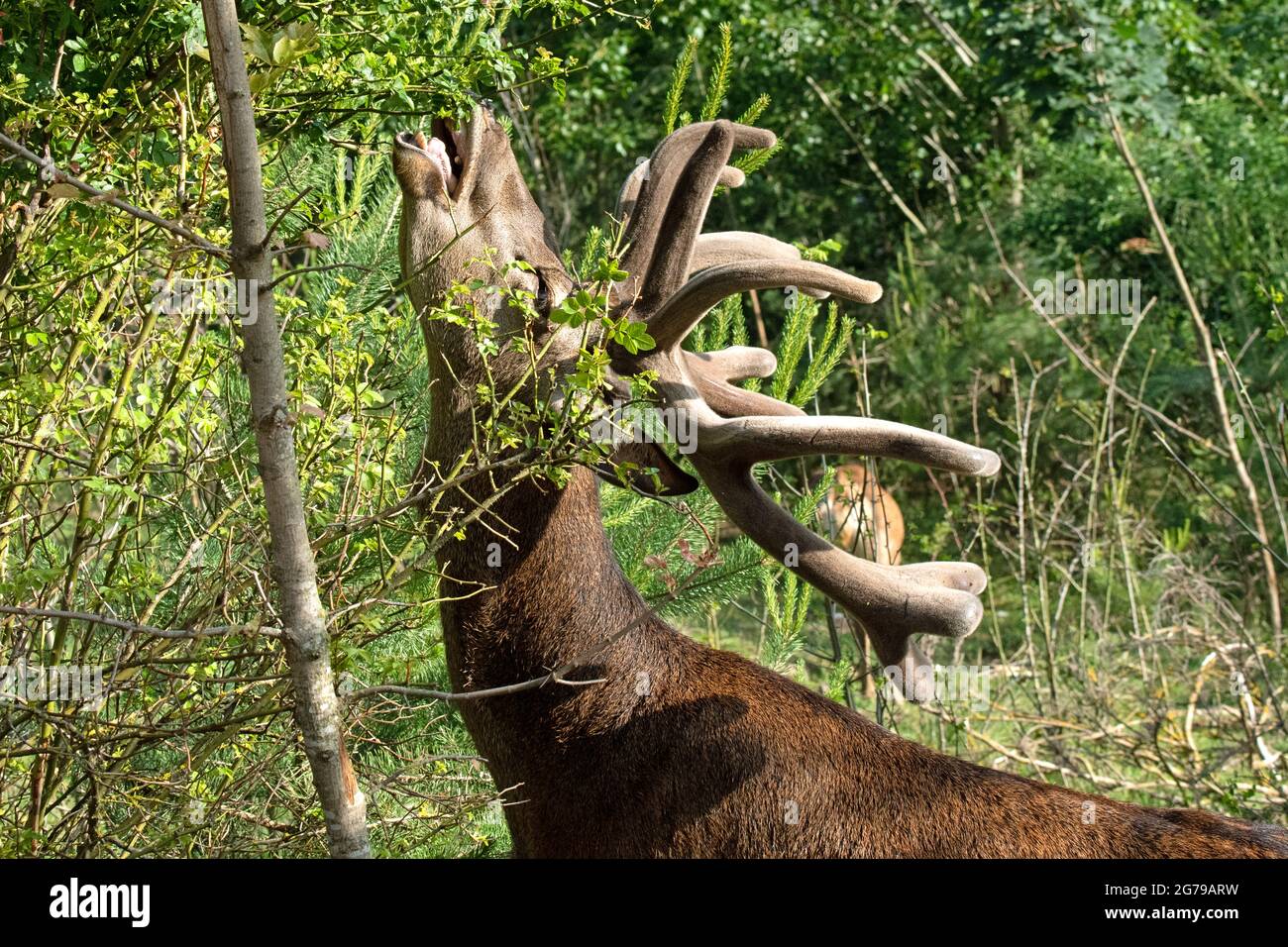 Grazing animal hi-res stock photography and images - Alamy