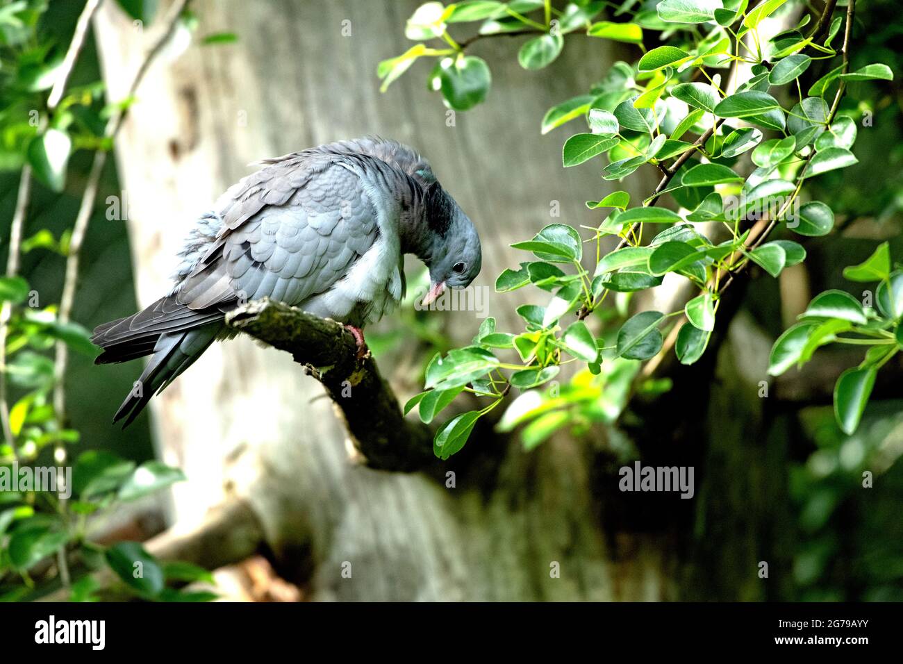 Stock dove in spring Stock Photo - Alamy