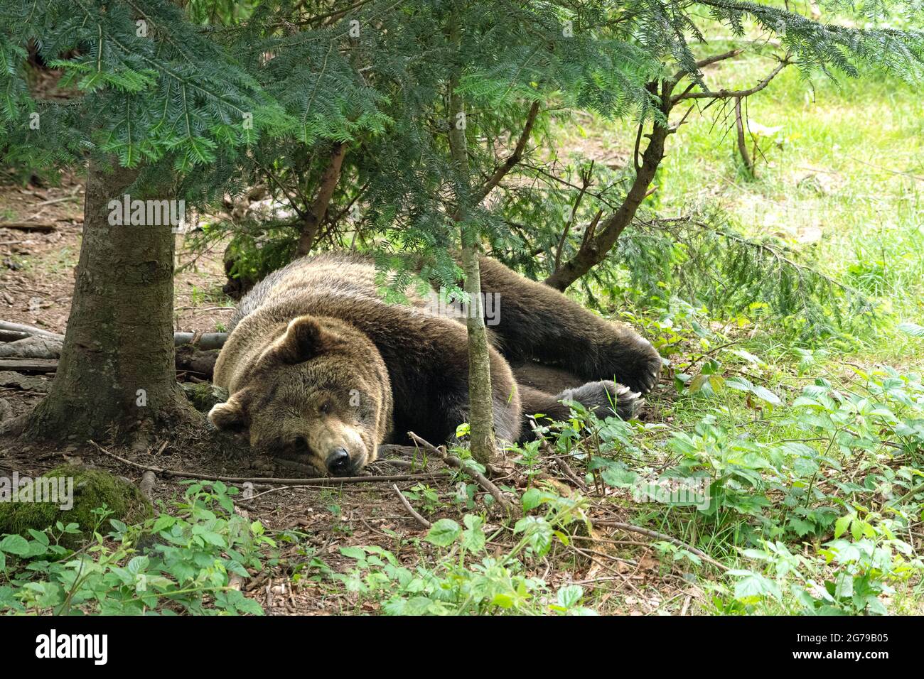 Brown bear in spring Stock Photo - Alamy