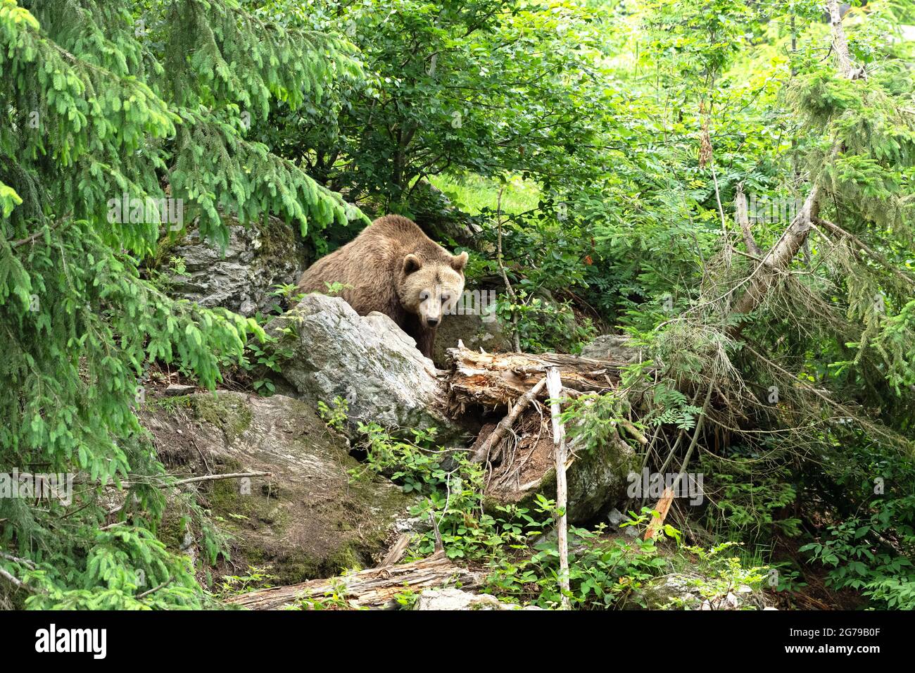 Brown bear in spring Stock Photo - Alamy