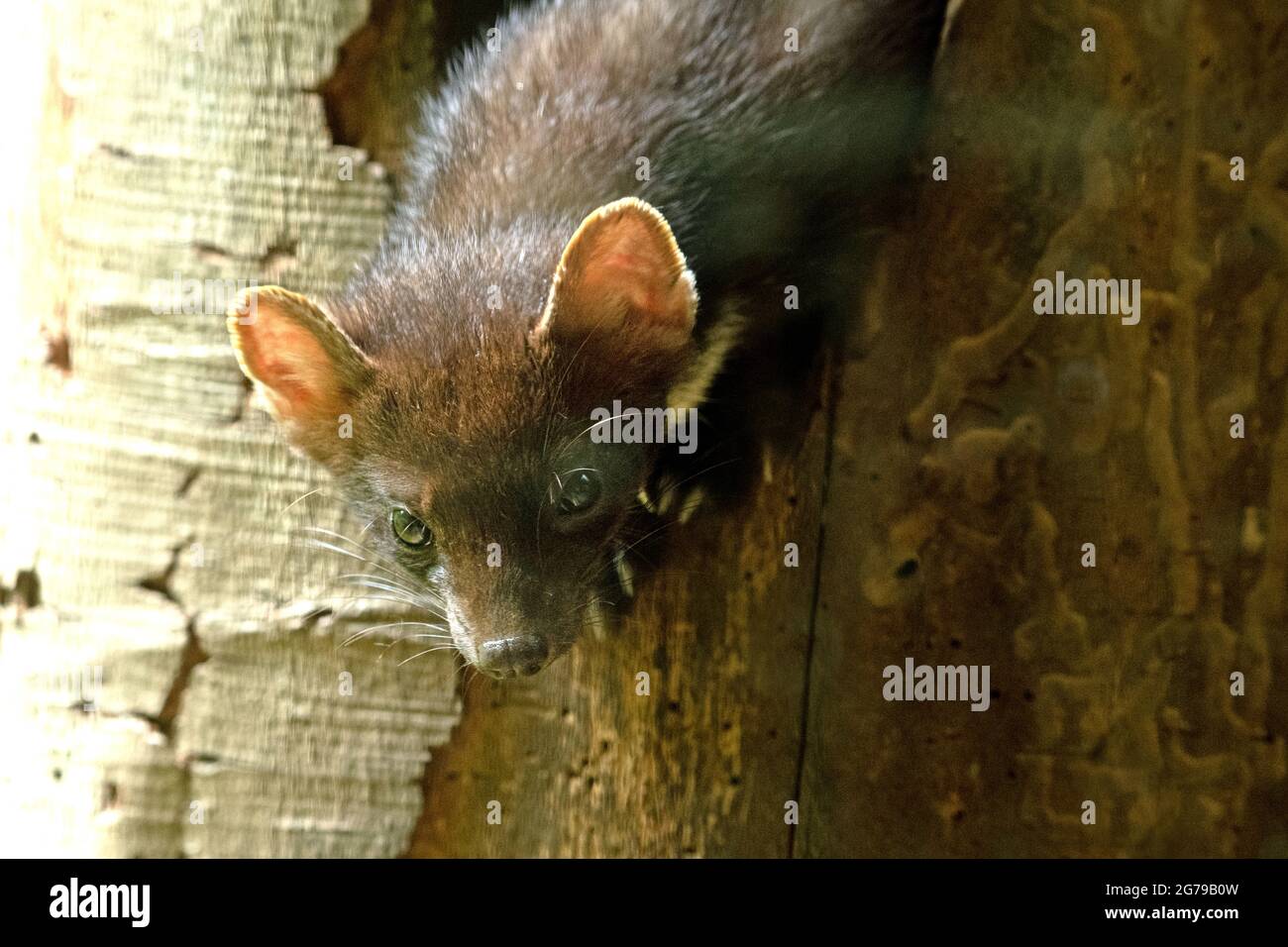 Meat eater hi-res stock photography and images - Alamy