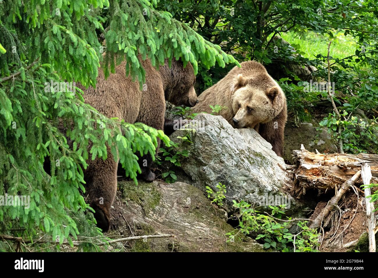 Brown bears in spring Stock Photo - Alamy