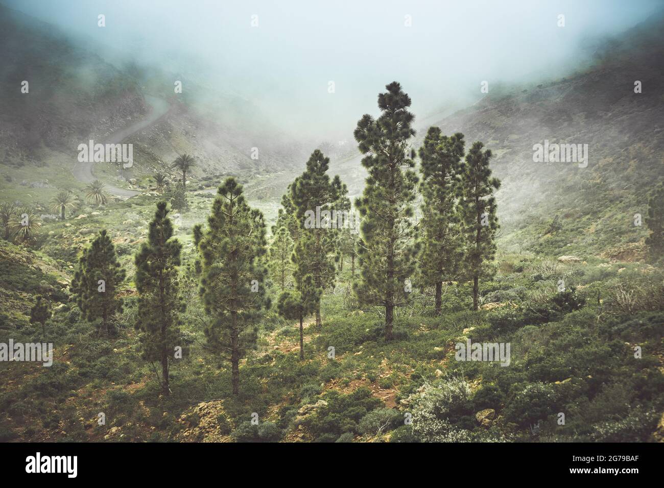 Volcanic trees hi-res stock photography and images - Alamy