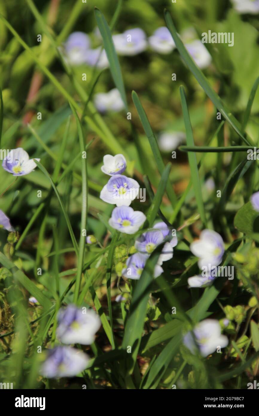 Thread speedwell veronica filiformis hi-res stock photography and ...