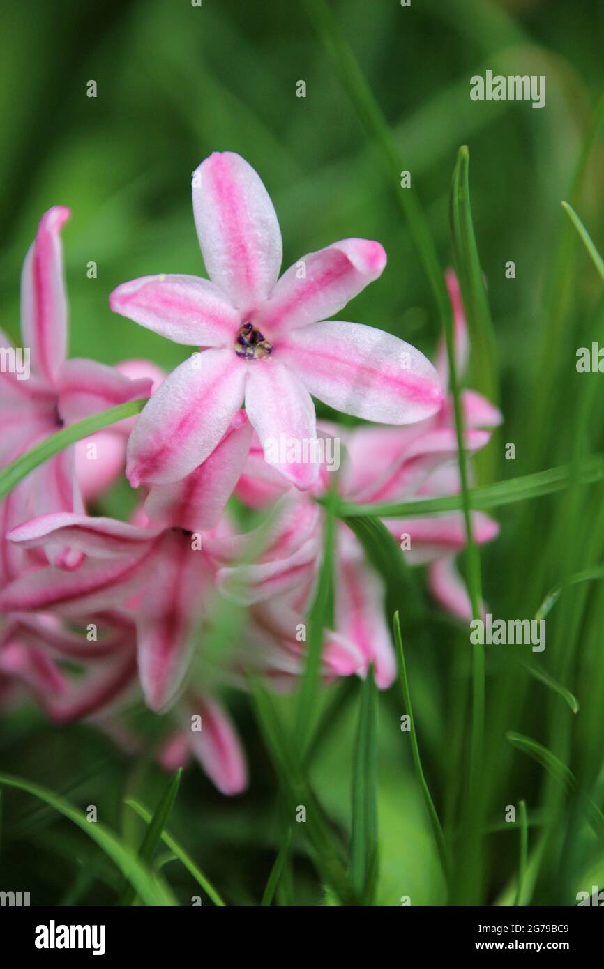 Spring, hyacinths purple Stock Photo - Alamy