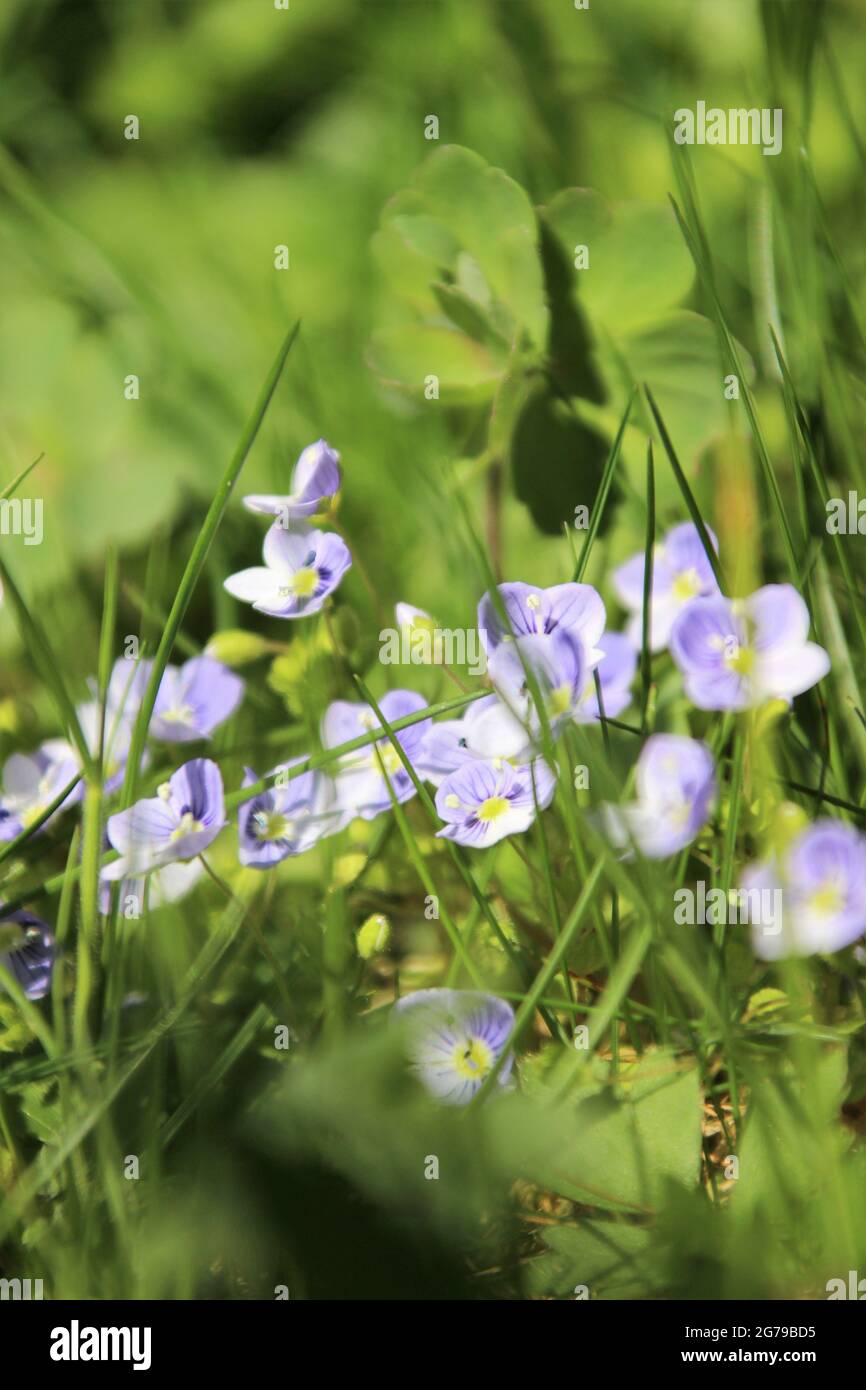 Thread speedwell (veronica filiformis Stock Photo - Alamy