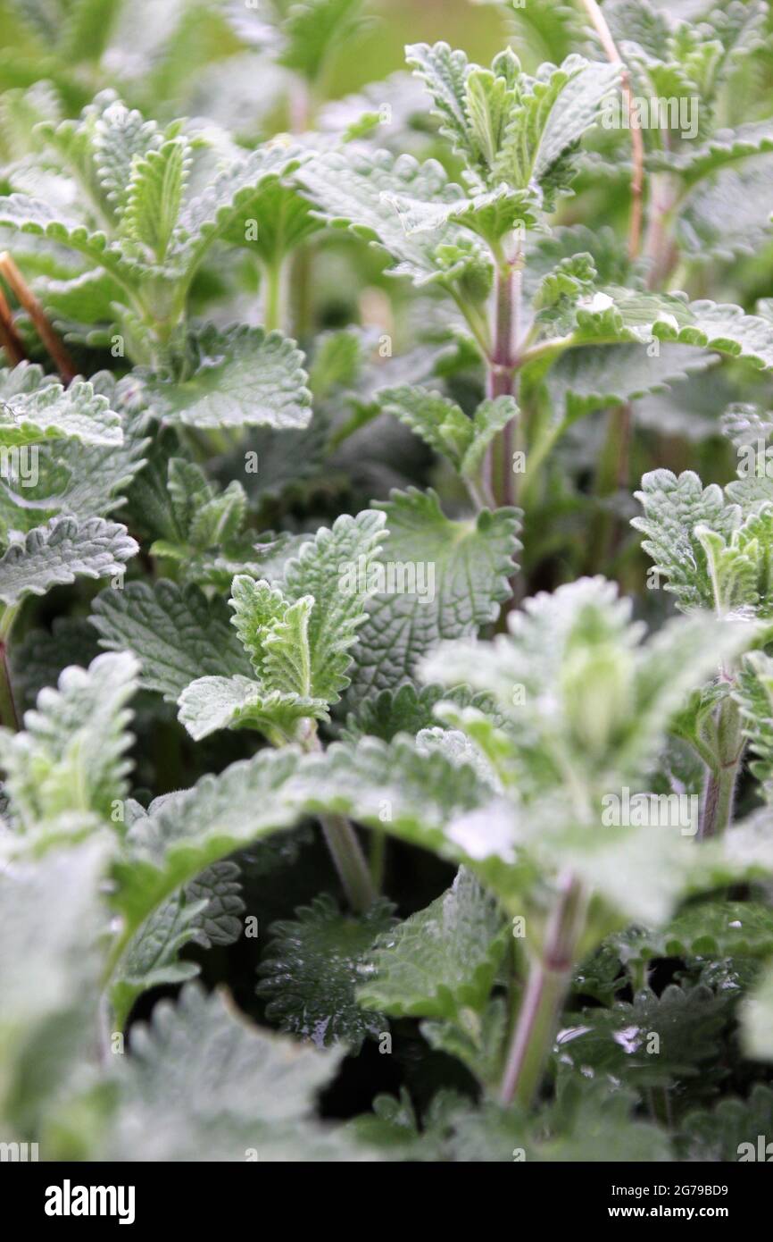 Spring in the barnyard hi-res stock photography and images - Alamy
