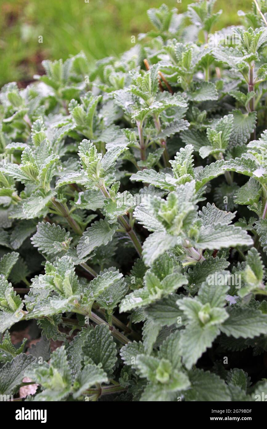Mint blooms hi-res stock photography and images - Alamy