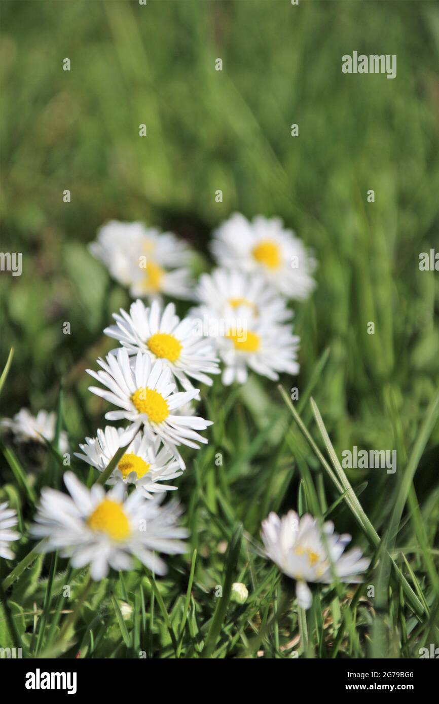 Daisy theme hi-res stock photography and images - Alamy