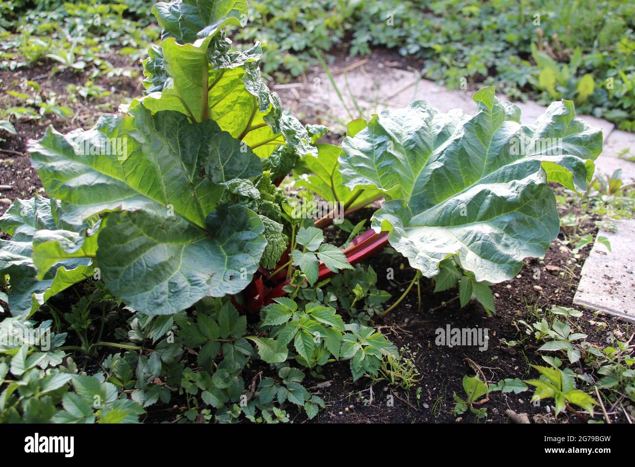 Rhubarb perennial in spring Stock Photo - Alamy