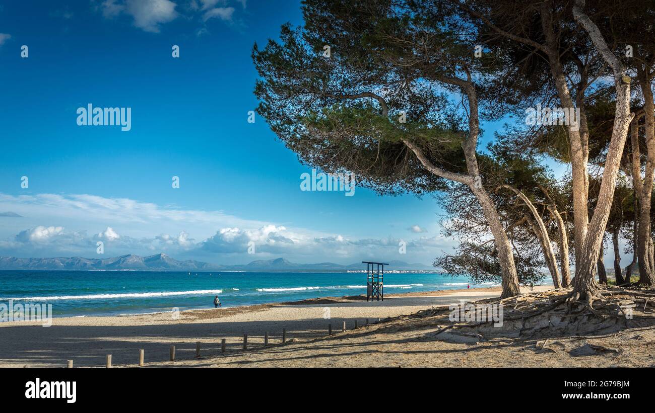 Beach in Mallorca with pine trees and blue sky Stock Photo - Alamy