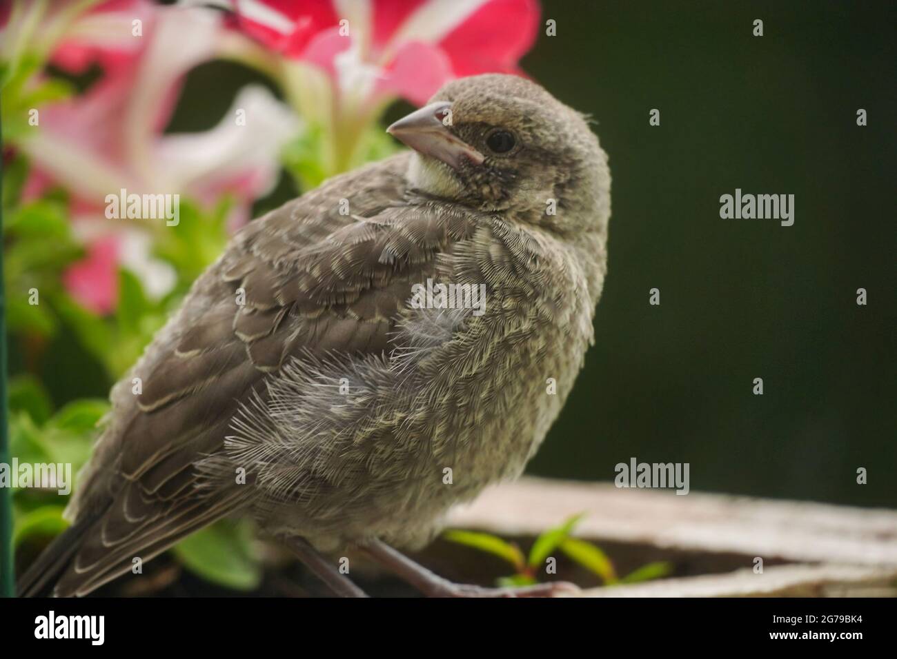 Brown Rock chat bird - backyard birds of North America, selective focus ...