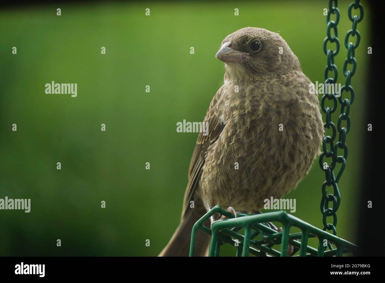 Brown Rock chat bird - backyard birds of North America, selective focus ...