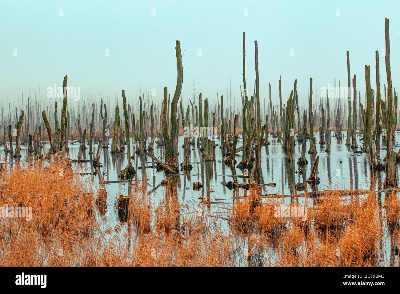 Tree stumps in a lake Stock Photo - Alamy