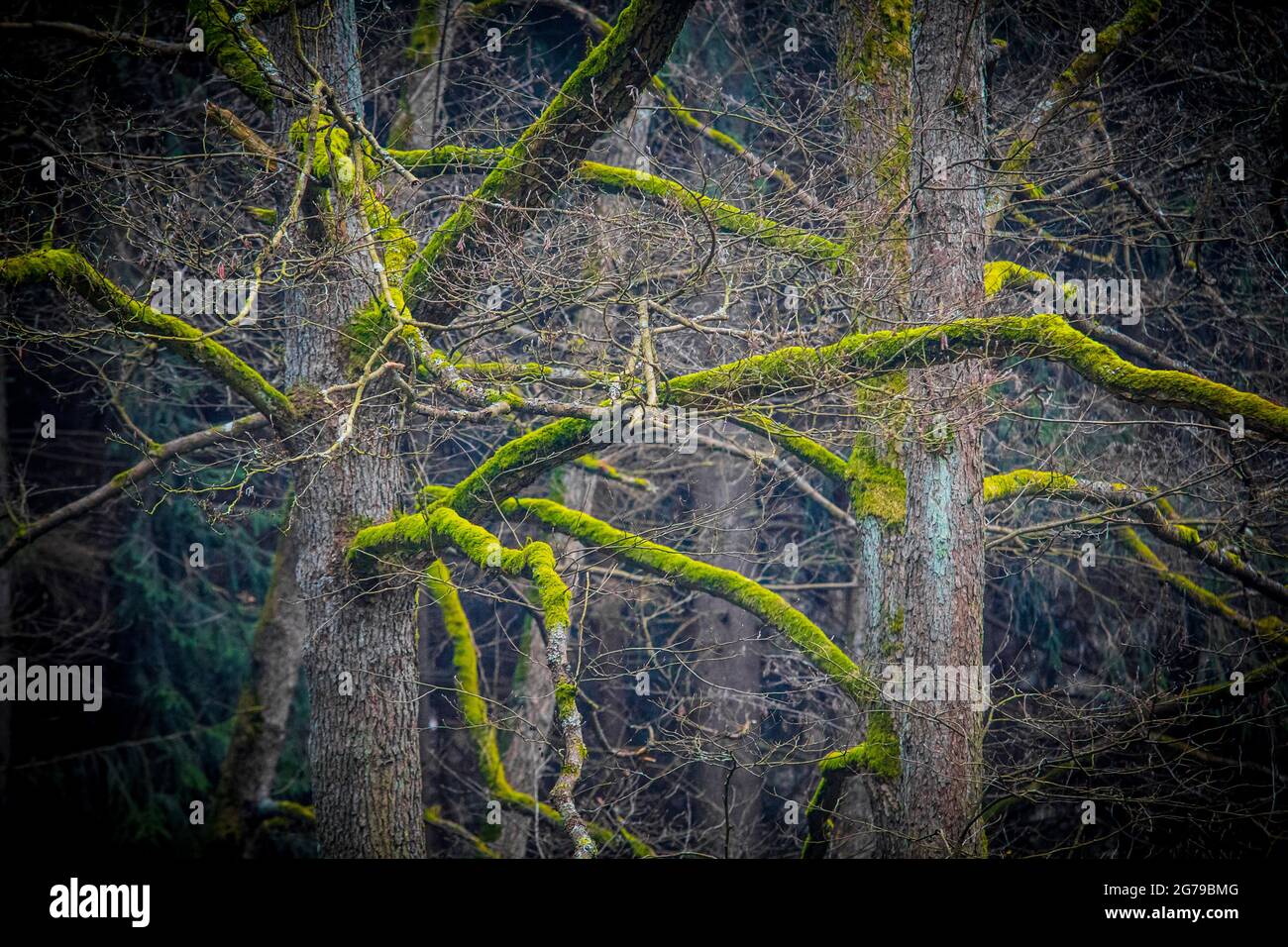 Mossy environment hi-res stock photography and images - Alamy