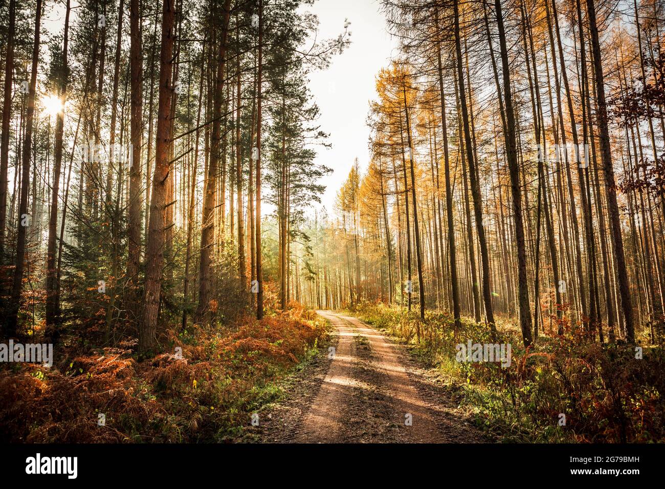 Path in larch forest in autumn mood Stock Photo - Alamy