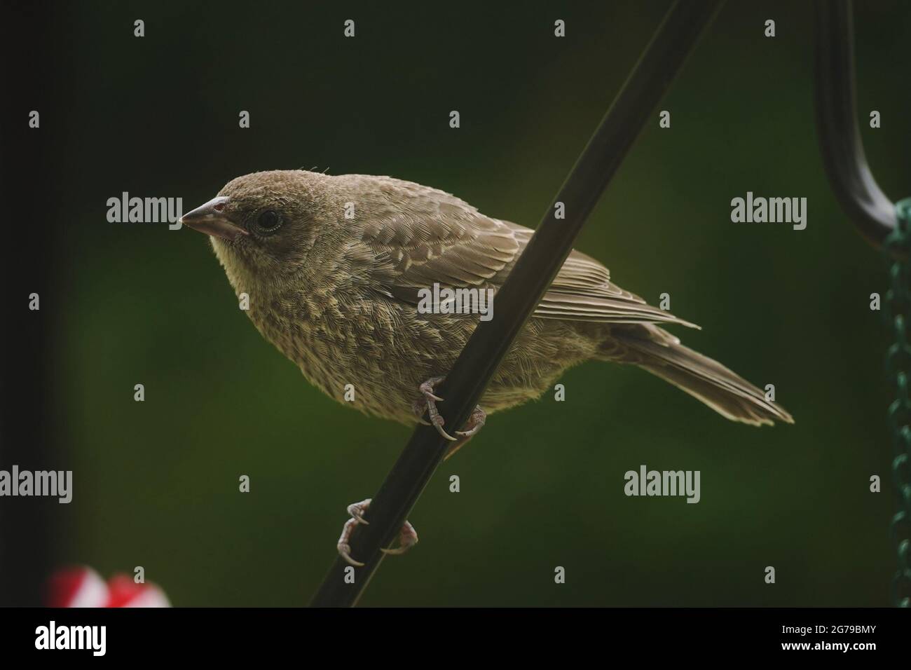 Brown Rock chat bird - backyard birds of North America, selective focus ...