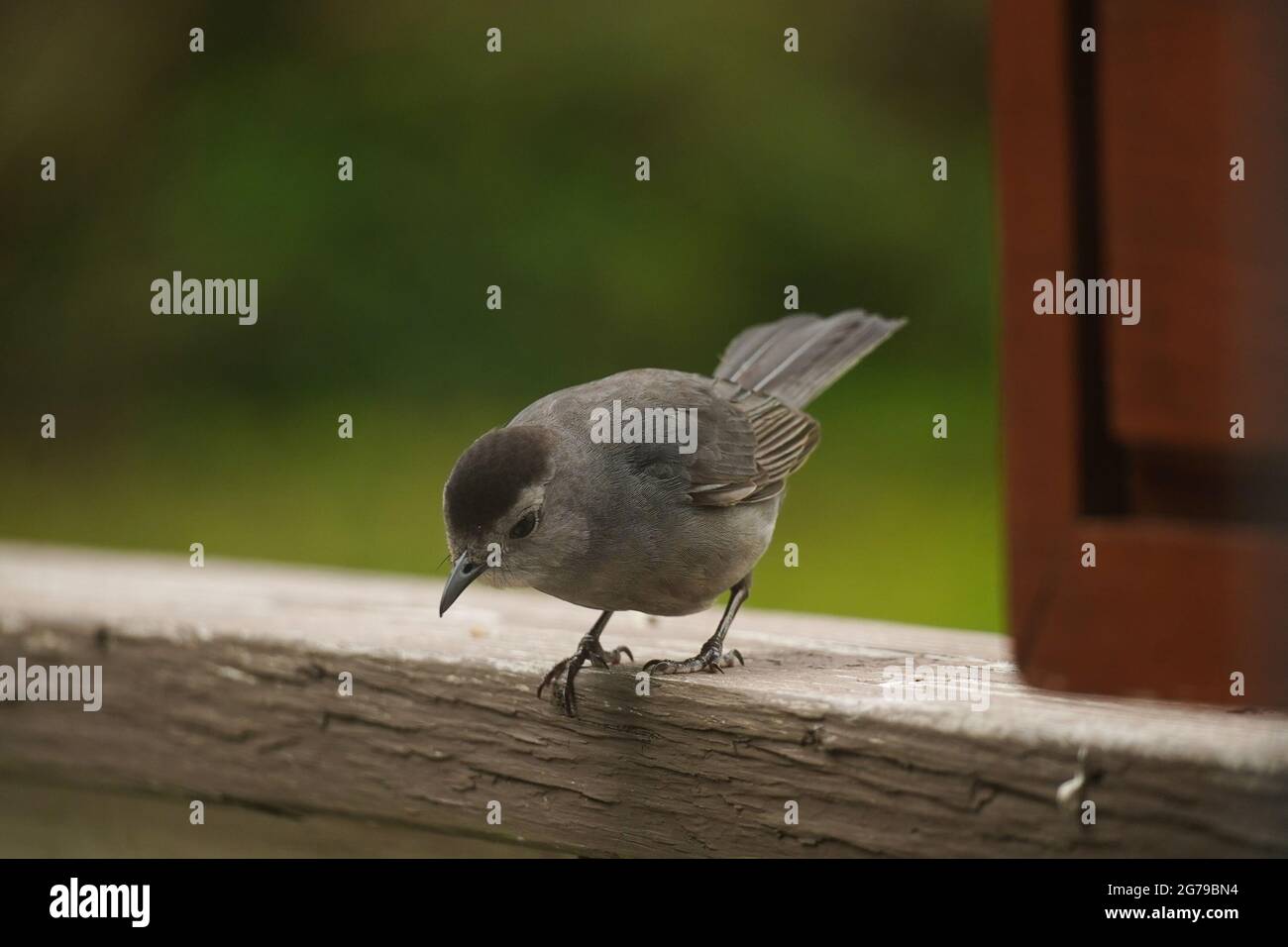 Black capped chickadee -Summer backyard birds of America Stock Photo ...