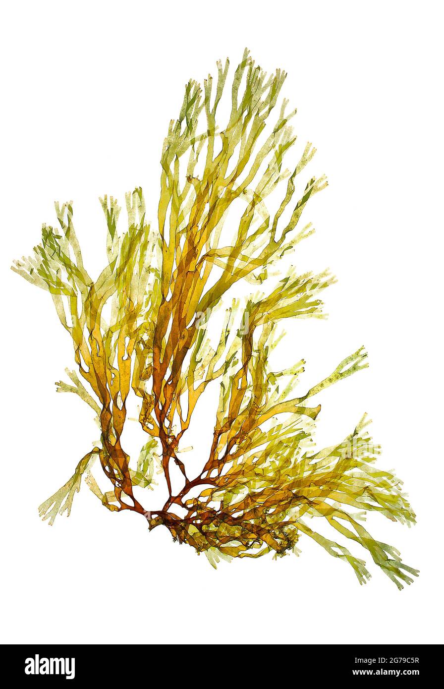 Dictyota dichotoma hudson jv lamouroux hi-res stock photography and ...