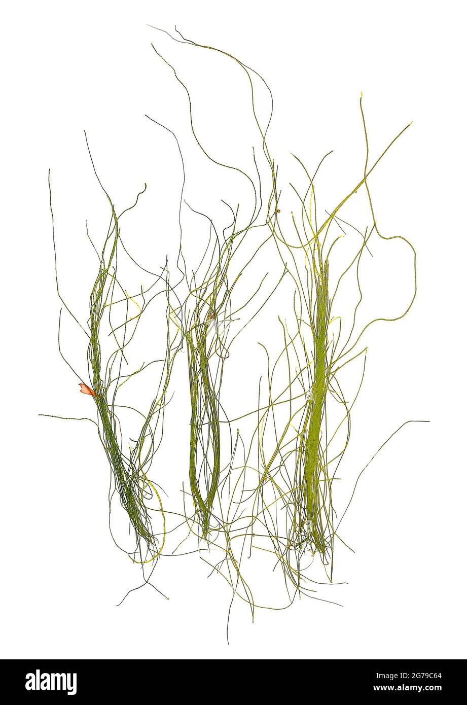 Chaetomorpha aerea (Dillwyn) Kützing, green alga (Chlorophyta ...