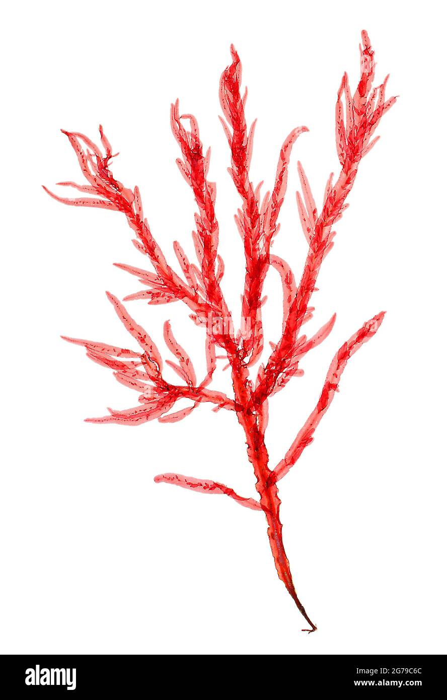 Rhodophyceae hi-res stock photography and images - Alamy