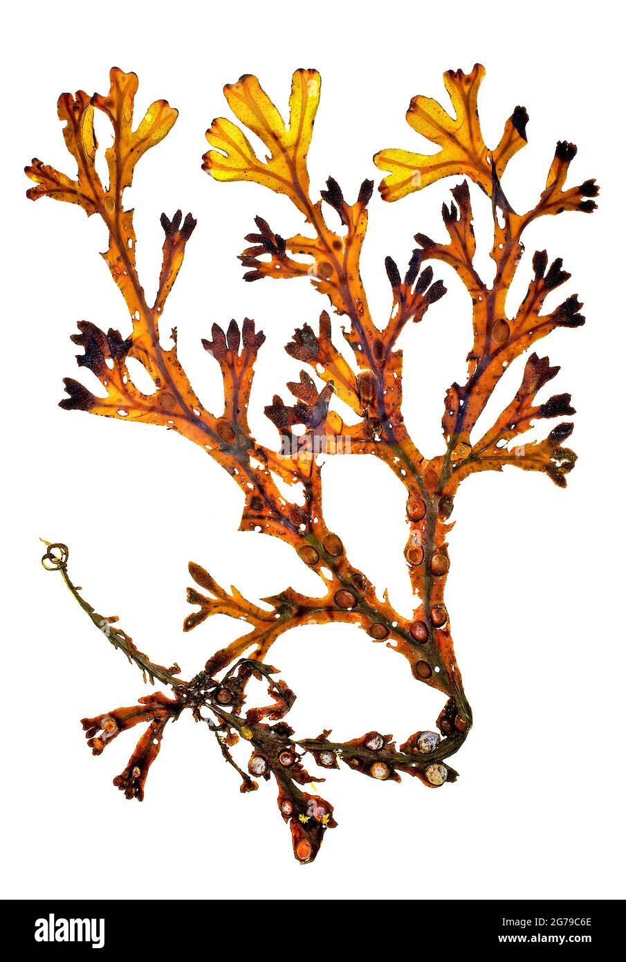 Fucus vesiculosus Linnaeus, brown alga (Phaeophyceae Stock Photo - Alamy