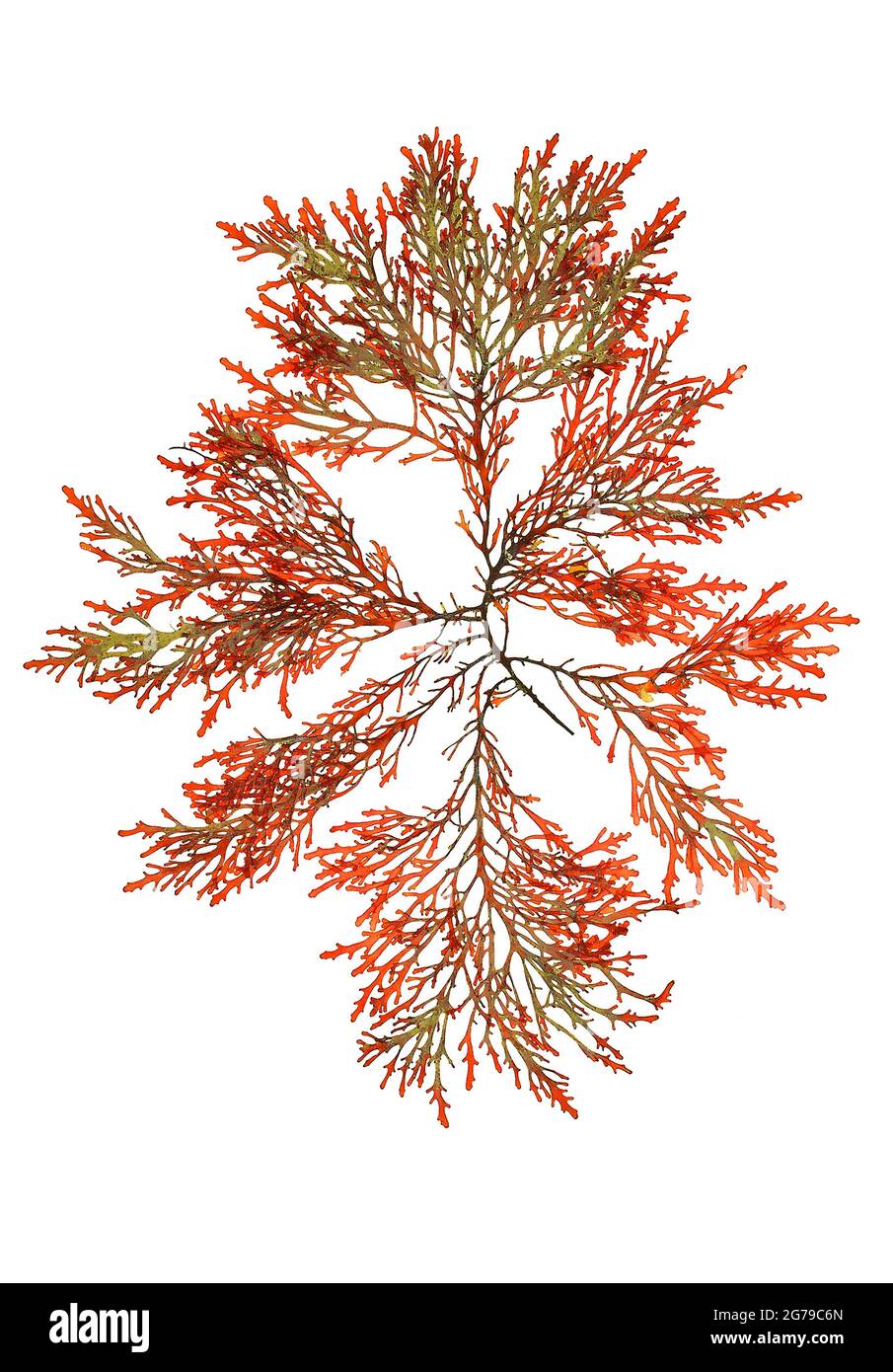 Red Algae Diagram