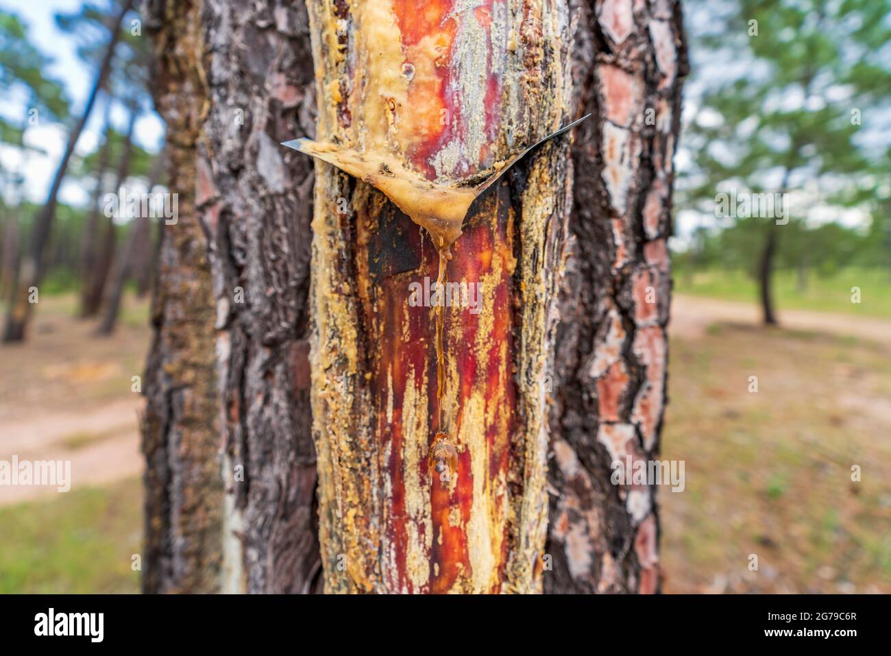 Blood red resin hi-res stock photography and images - Alamy