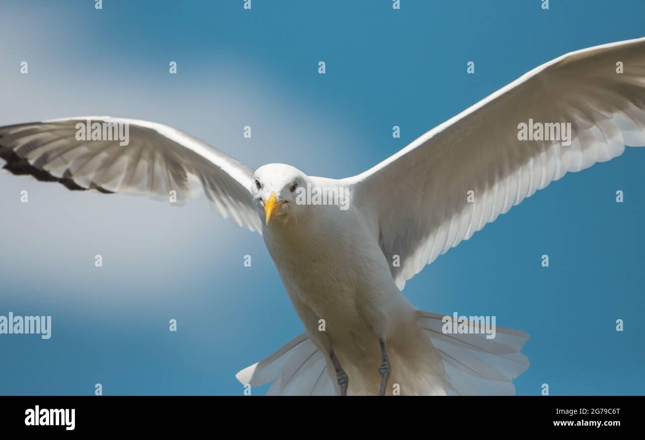 seagull flies and looks out for prey Stock Photo - Alamy