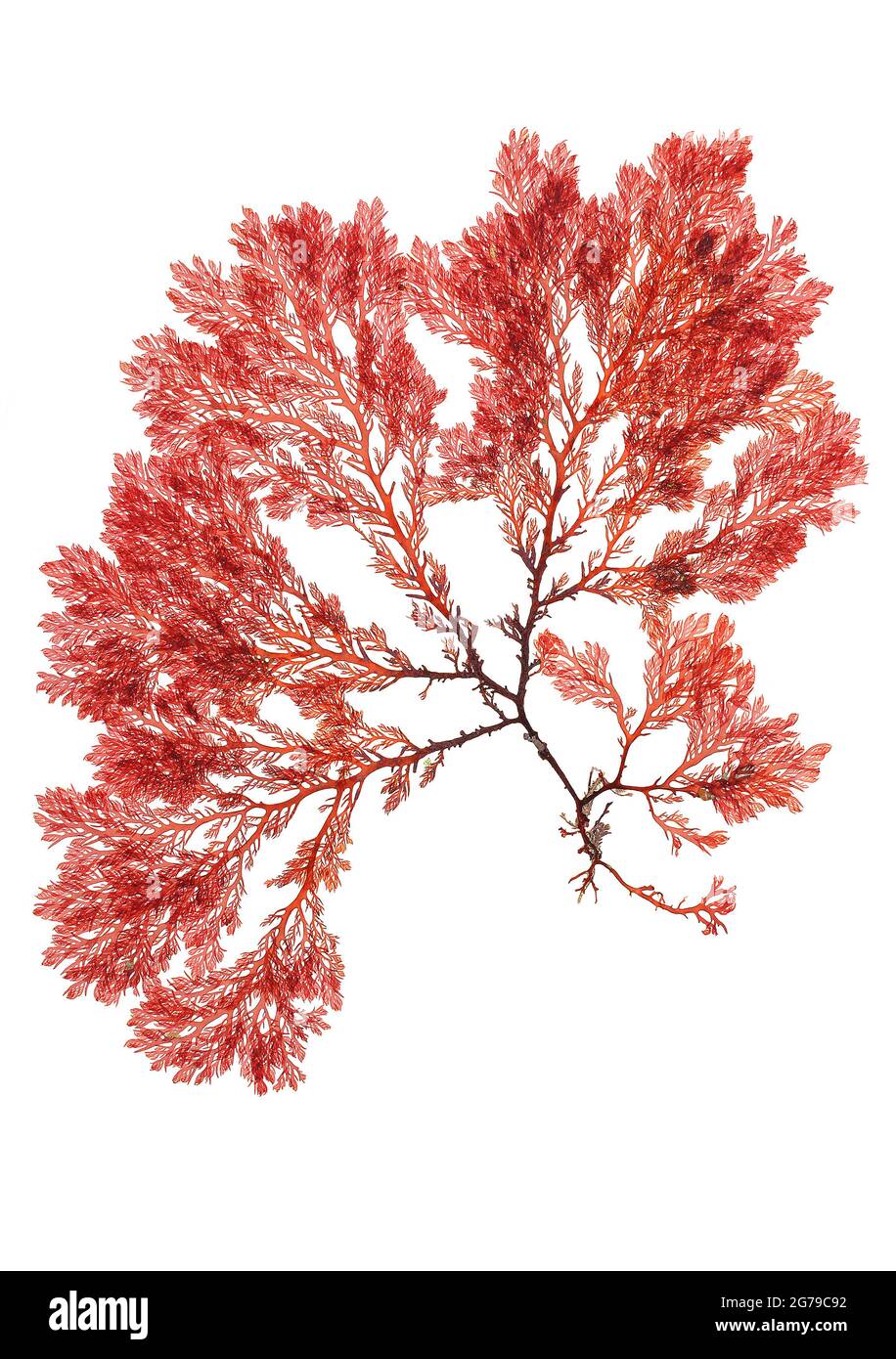 Plocamium cartilagineum (Linnaeus) PS Dixon, red alga (Florideophyceae ...